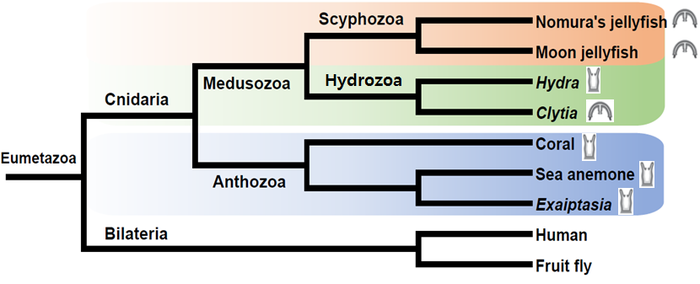 Jellyfishgenome.com